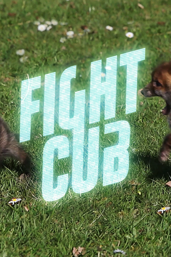 The first rule of Fight Cub: never stop being adorable. | Dissolve
